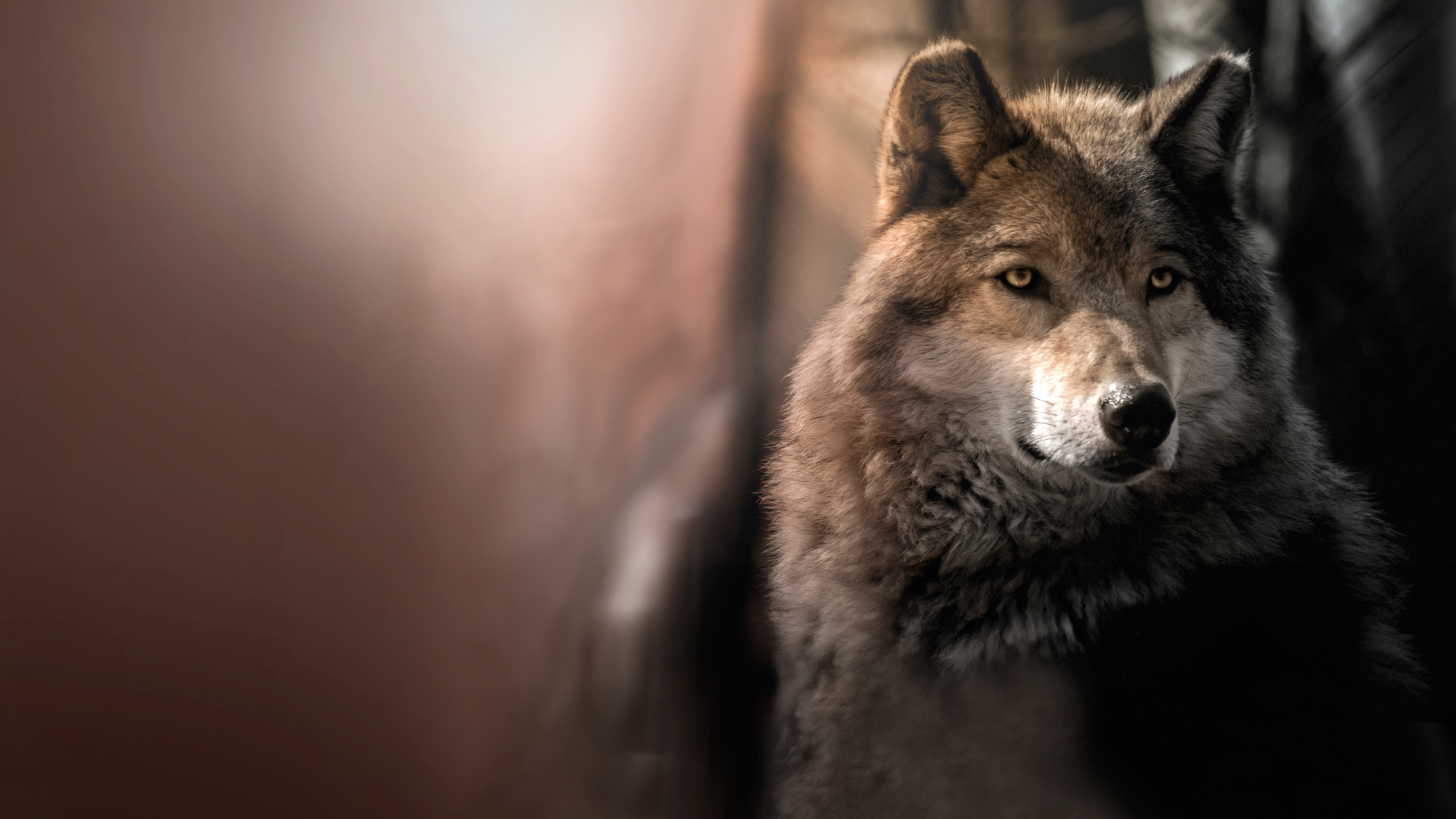 Wolves in the Fold